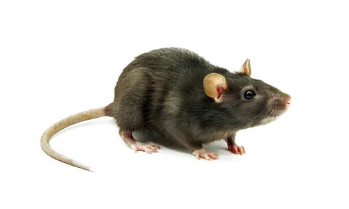 Different Types of Rodents in New Zealand – Ajet Pest Control