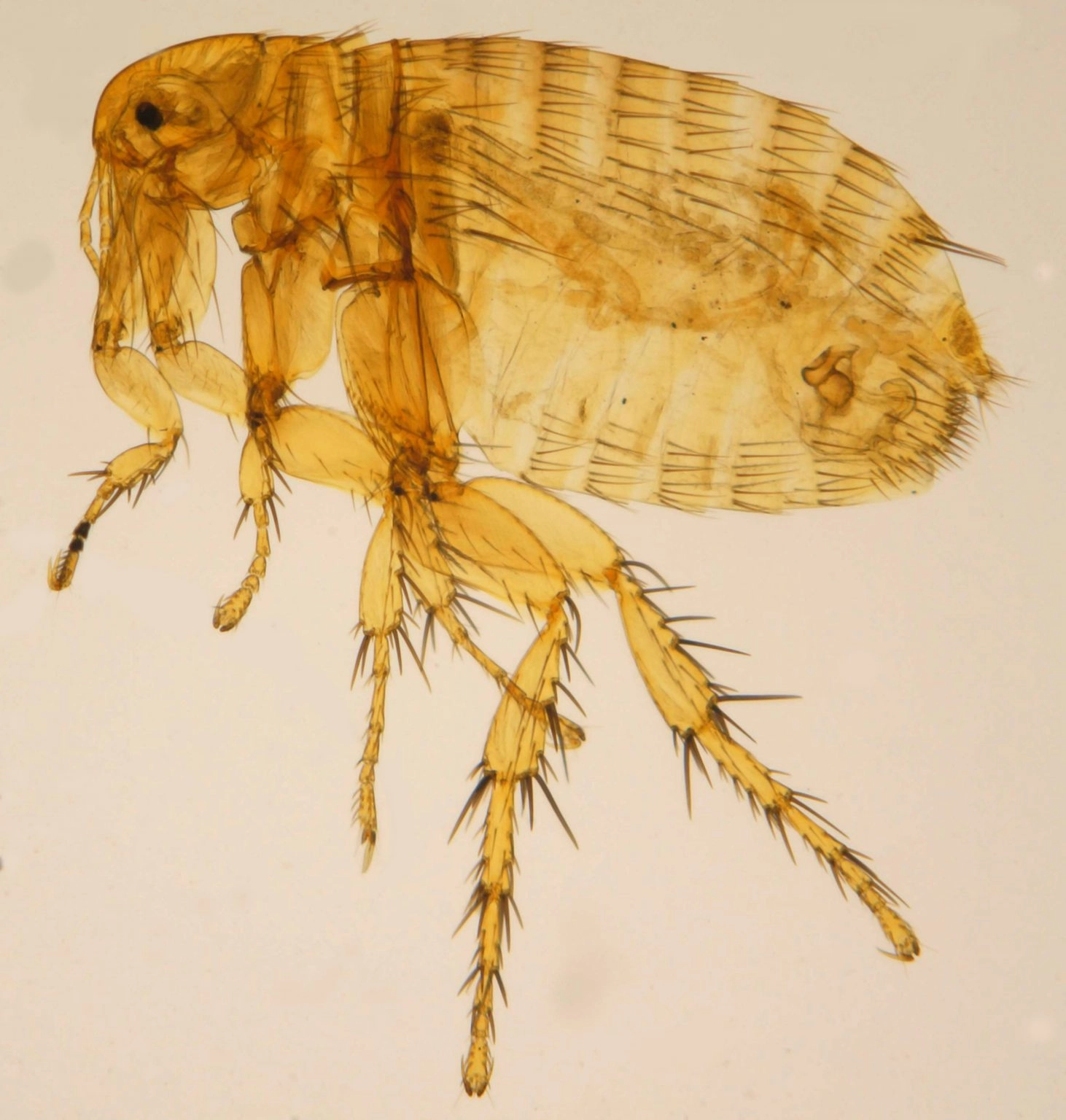 Types of Fleas in New Zealand | Ajet Pest Control