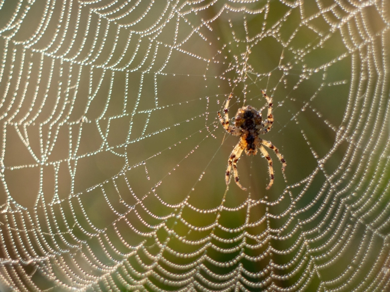 10 Interesting Facts About Spiders | A-Jet Pest Control